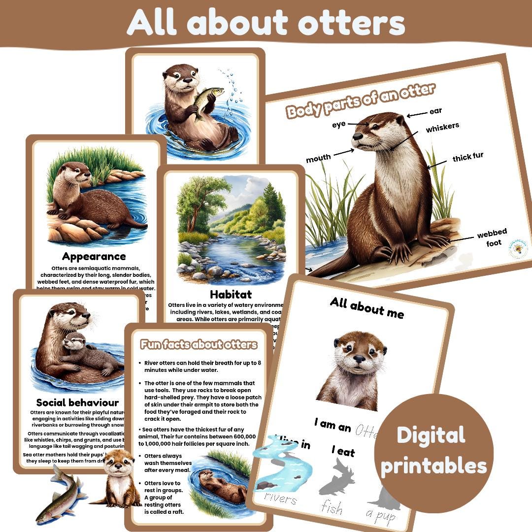 All About Otters Learning Pack | Otters | Animals | Flashcards | Body ...