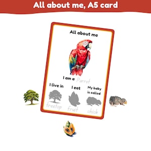 All About Parrots Learning Pack | Parrot | Rainforest | Jungle Animals ...