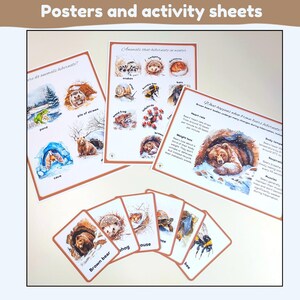 Hibernation Learning Pack | Winter | 20 Flashcards | A4 Posters and ...