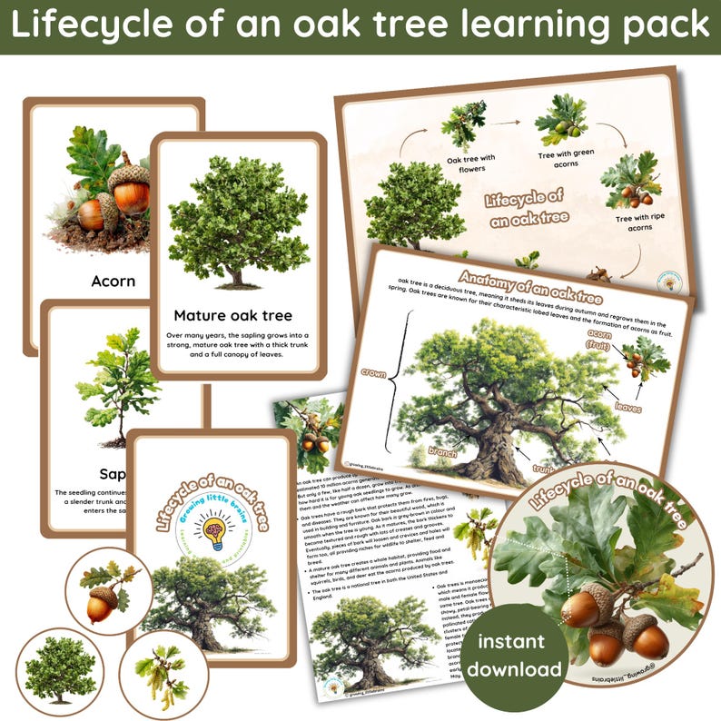 Oak Tree Life Cycle Learning Pack: Flashcards, Charts (digital ...