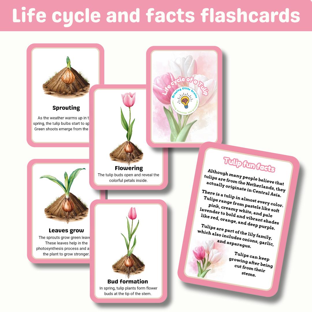 Life Cycle of Tulip Flower Learning Pack | Flashcards | Anatomy | Tulip ...