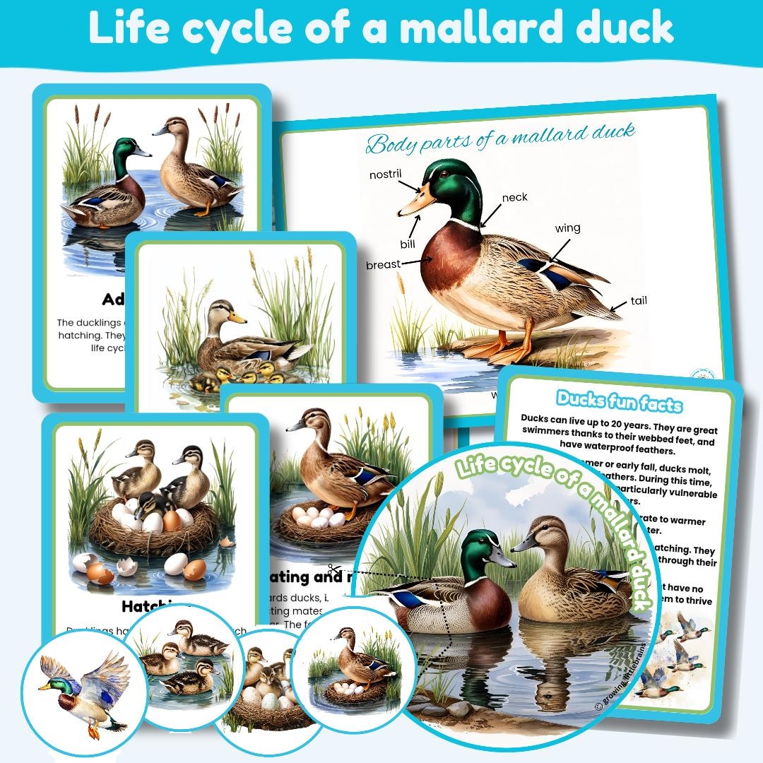 Life Cycle of a Mallard Duck Learing Pack | Wheel and Flashcards | Duck ...