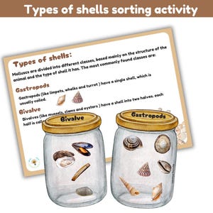 Shells Study Bundle | Types of Shells | Shadow Match| Facts | Sorting ...