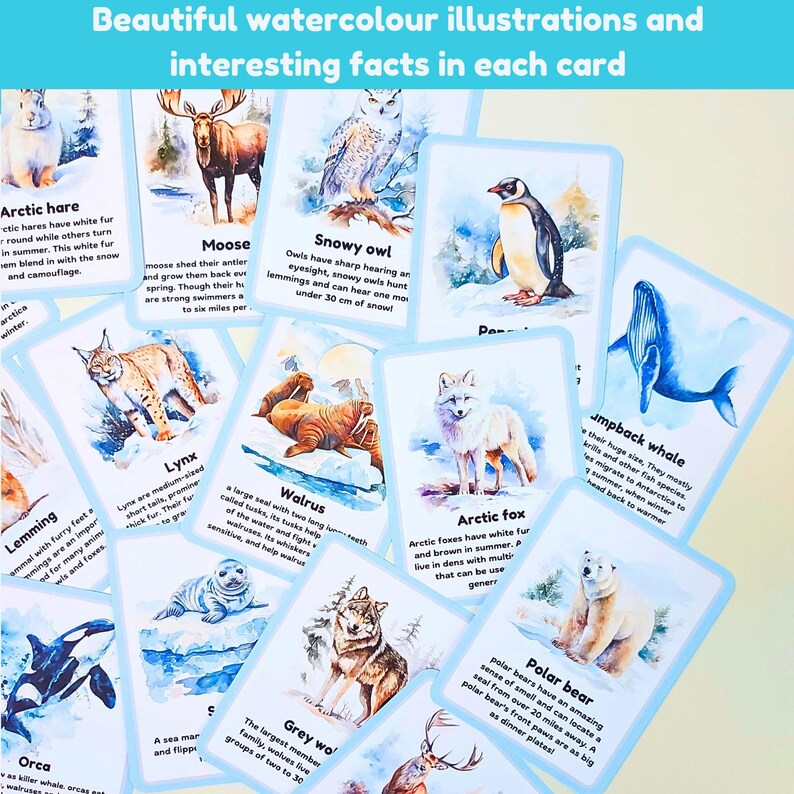 Polar Animals Facts Flashcards | 20 Flashcards | Arctic Animals ...