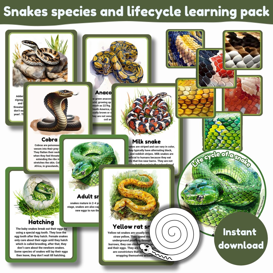 Snakes Species Facts and Life Cycle Flashcards | Snake Skin Pattern ...