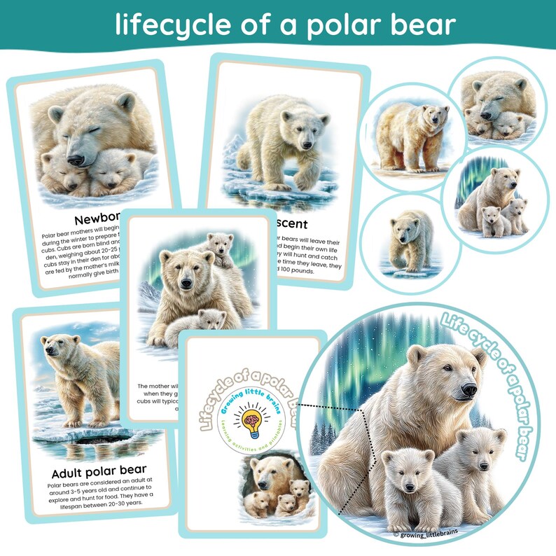 All About Polar Bears Learning Pack: Many Facts, Anatomy, Lifecycle, 12 ...