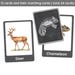 Animals Skeletons X-ray Matching Flash Cards | a Set of 24 Cards to ...