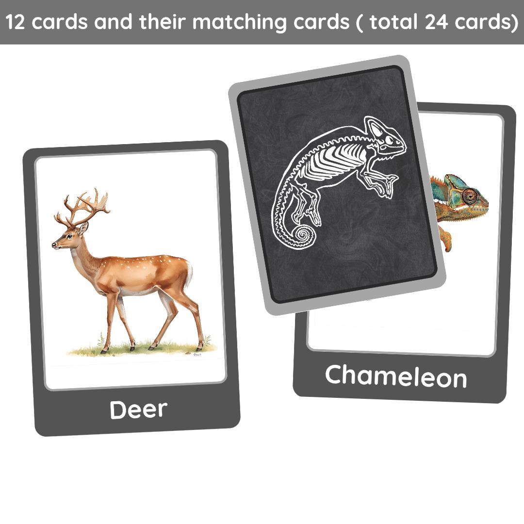Animals Skeletons X-ray Matching Flash Cards | a Set of 24 Cards to ...
