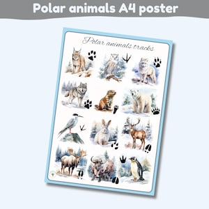 Polar Animals Learning Pack | Animals Tracks | Footprints | A4 Poster ...