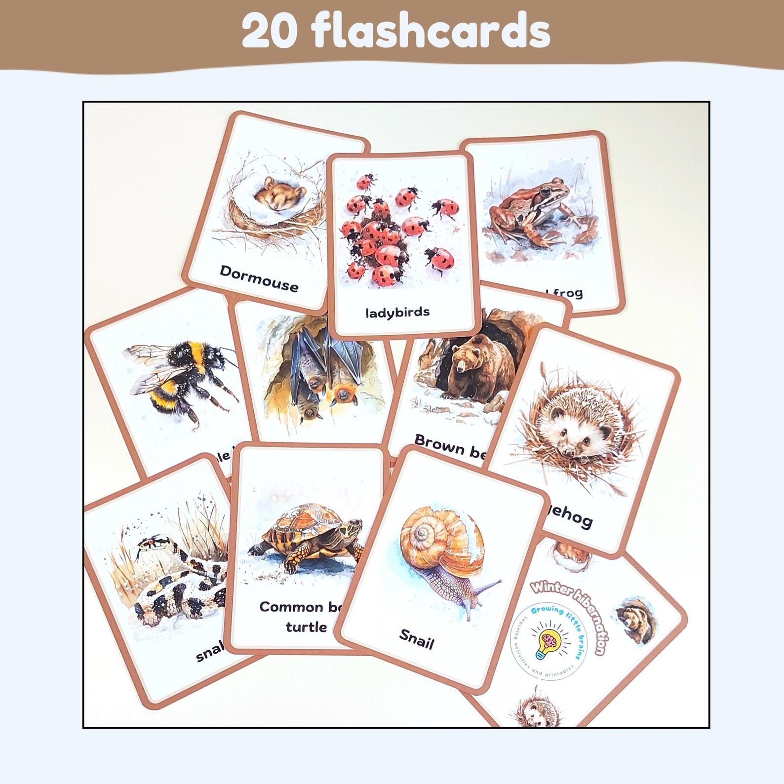 Hibernation Learning Pack | Winter | 20 Flashcards | A4 Posters and ...