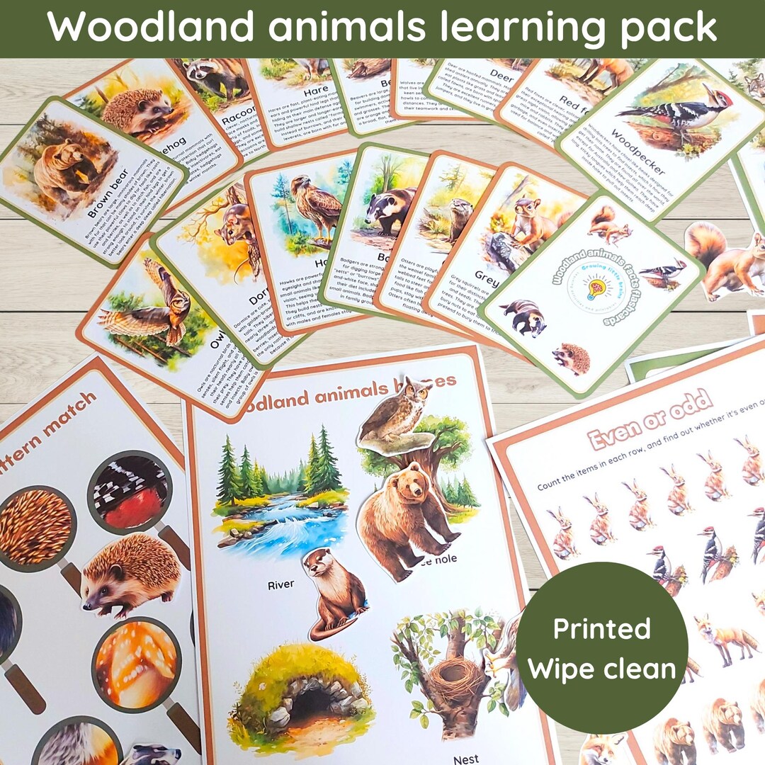 Woodland Animals Learning Pack: Flashcards, Posters, Activities - Etsy