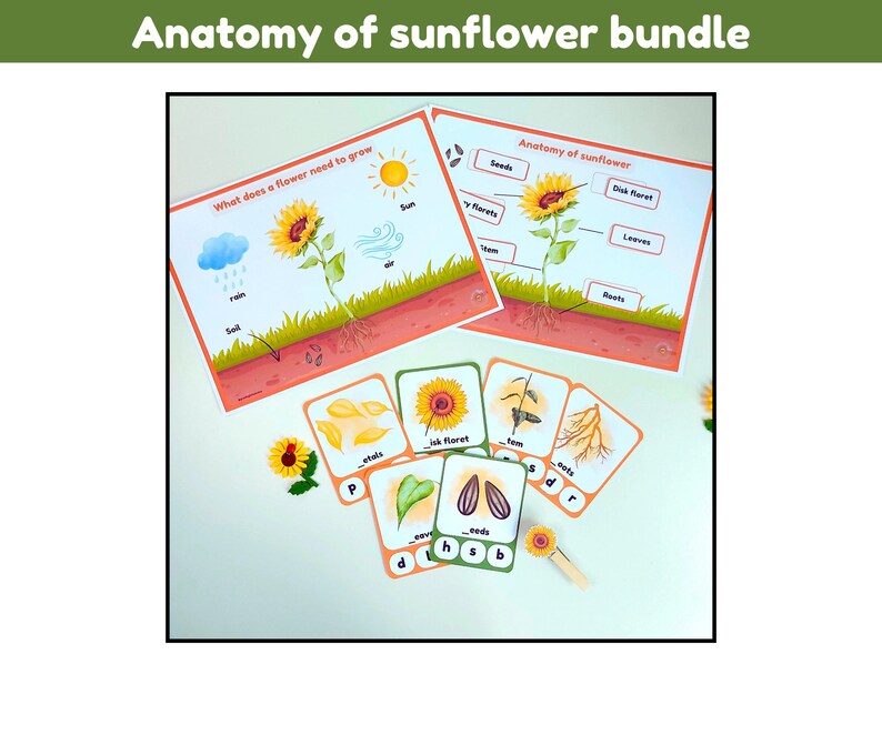 Sunflower Bundle | Sunflower Life Cycle | Sunflower Parts | Counting ...