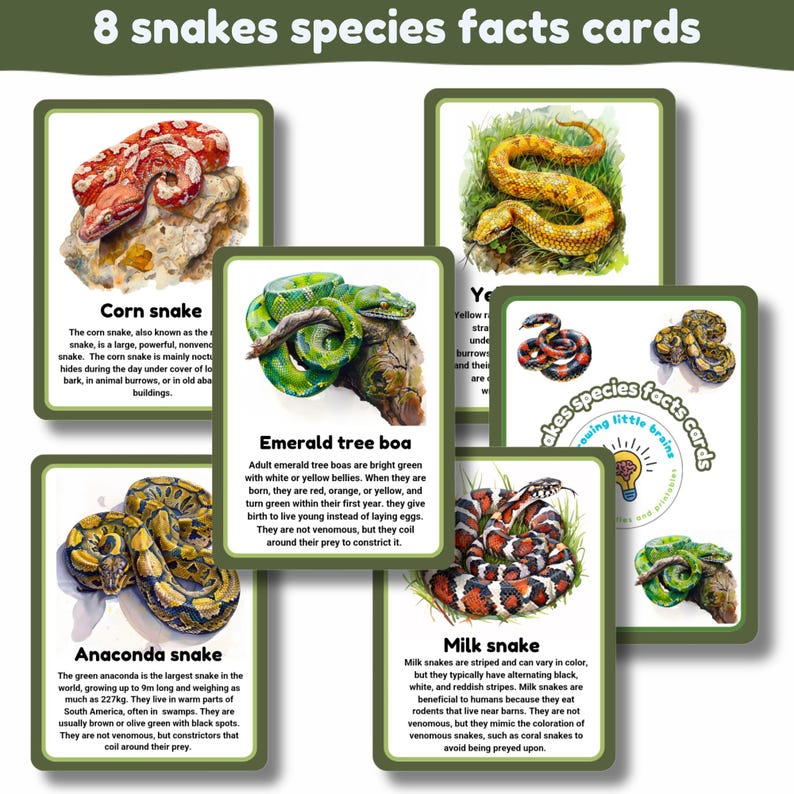 Snakes Species Facts and Life Cycle Flashcards | Snake Skin Pattern ...