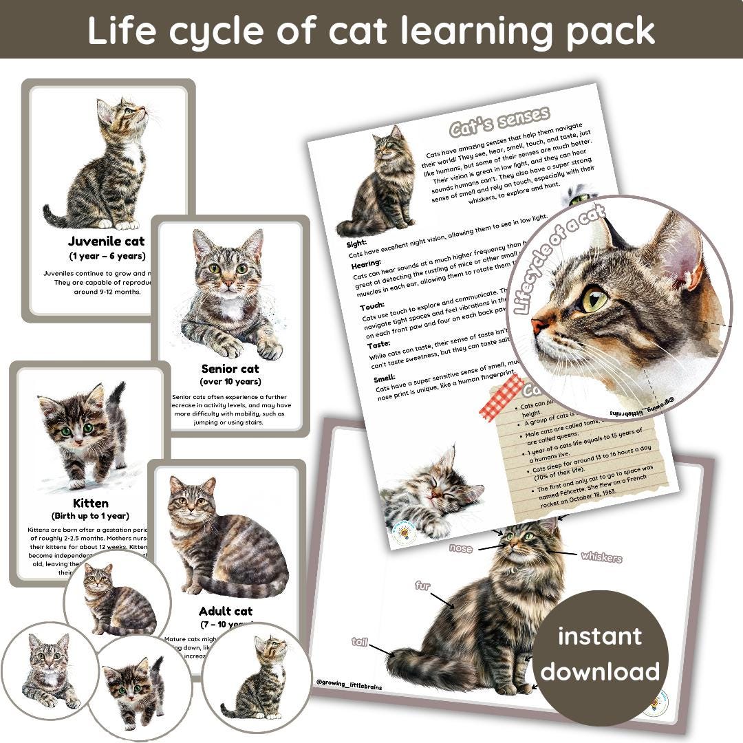Life Cycle of a Cat Learing Pack | Charts, Wheel and Flashcards ...