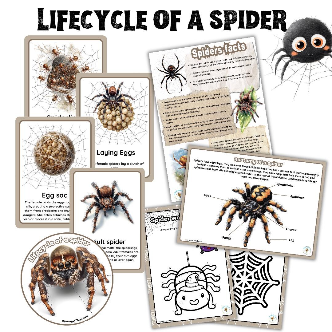 Spiders Lifecycle Learning Pack: Flashcards, Wheel, Anatomy Chart - Etsy
