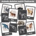 Rainforest Facts Flashcards a Set of 20 Flashcards Jungle Animals ...