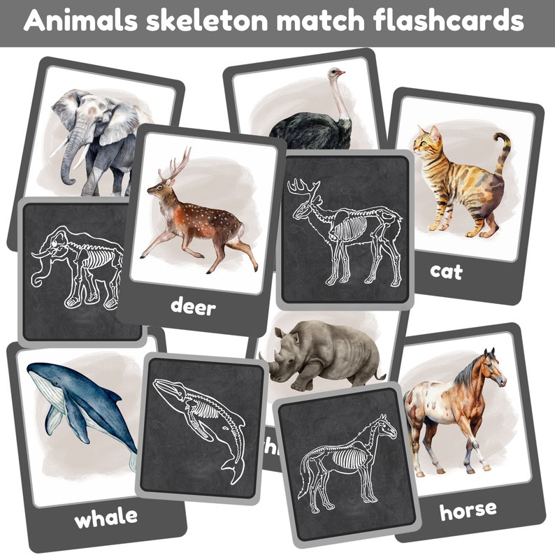 Animals Skeletons X-ray Matching Flash Cards | a Set of 24 Cards to ...