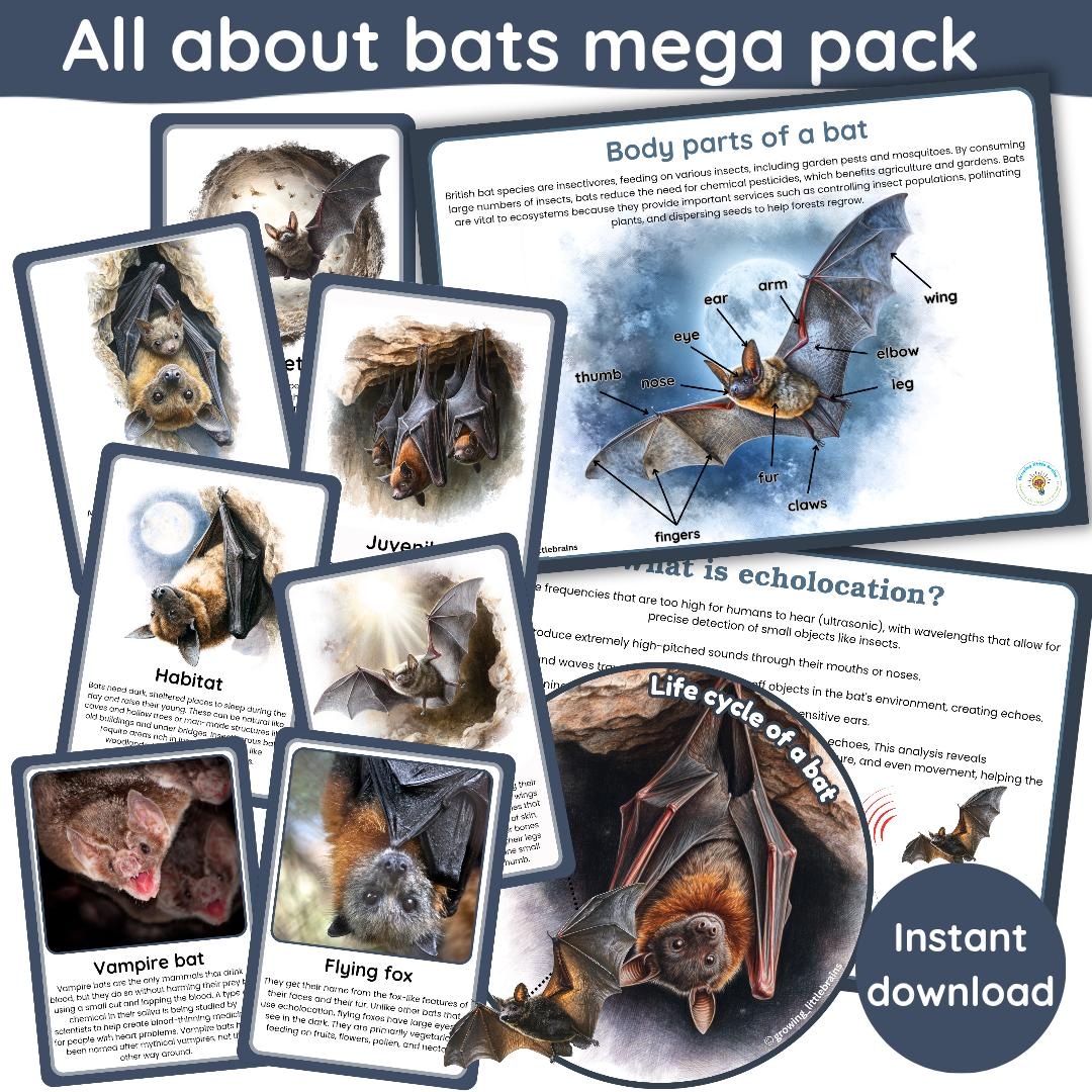 Bat Learning Pack: Anatomy, Lifecycle, Species (digital Printables A4 ...