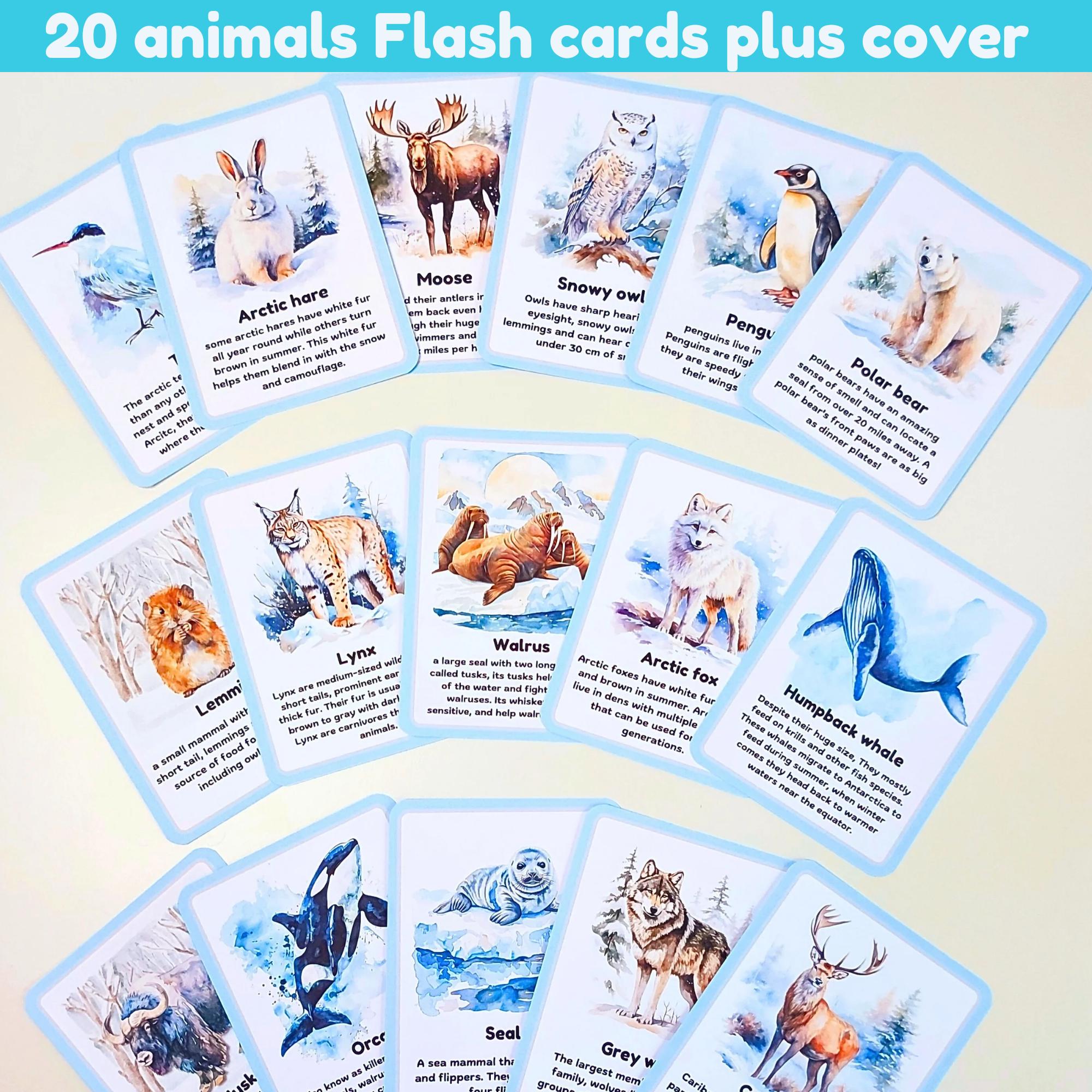 Polar Animals Facts Flashcards | 20 Flashcards | Arctic Animals ...