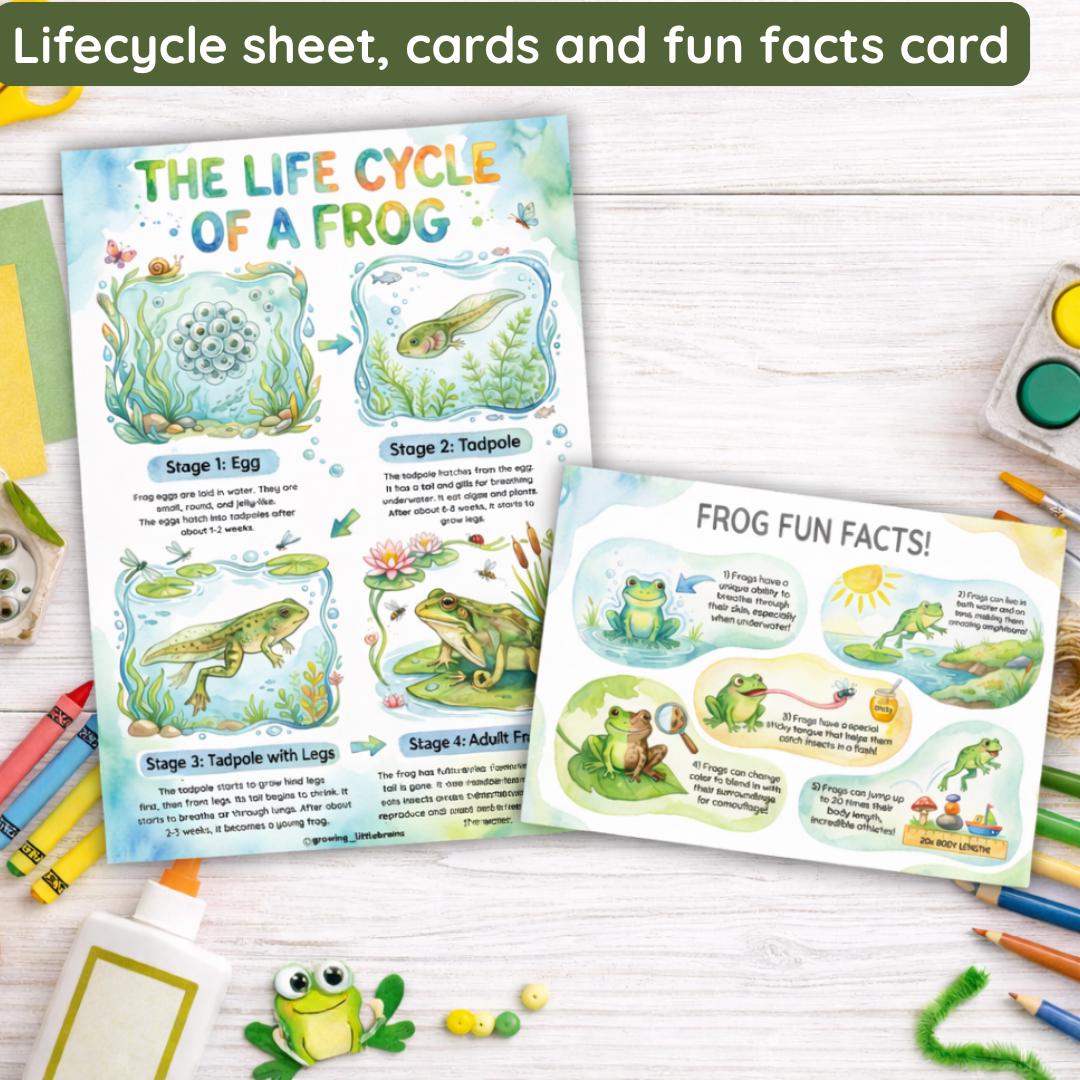 Lifecycle of a Frog for Kids | Frog Printable | Frog Facts | Lifecycles ...