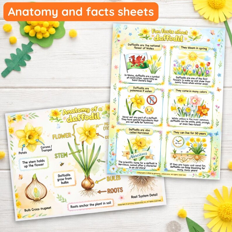 Lifecycle of a Daffodil | Anatomy of a Daffodil | Spring | Lifecycle ...