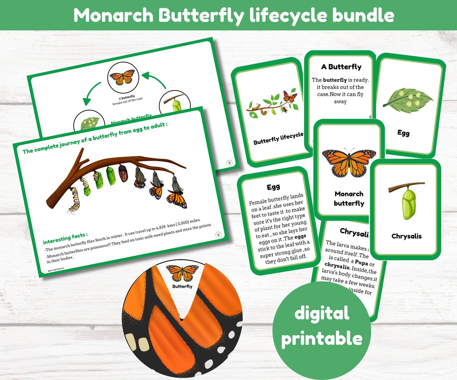 Monarch Butterfly Lifecycle Butterfly Lifecycle Flashcards and Chart ...