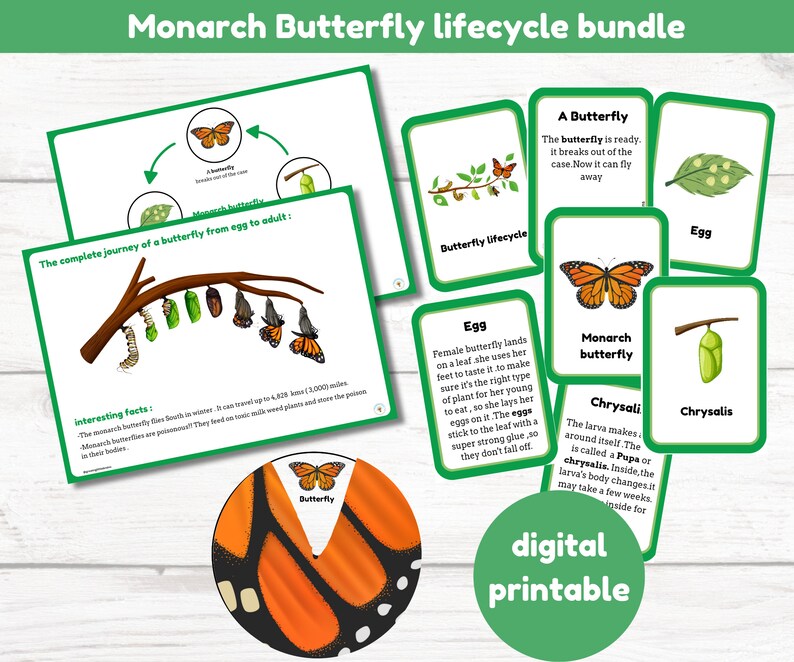 Monarch Butterfly Lifecycle Butterfly Lifecycle Flashcards and Chart ...