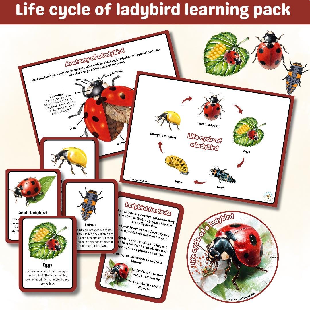 Life Cycle of a Ladybird Learing Pack | Charts, Wheel and Flash Cards ...