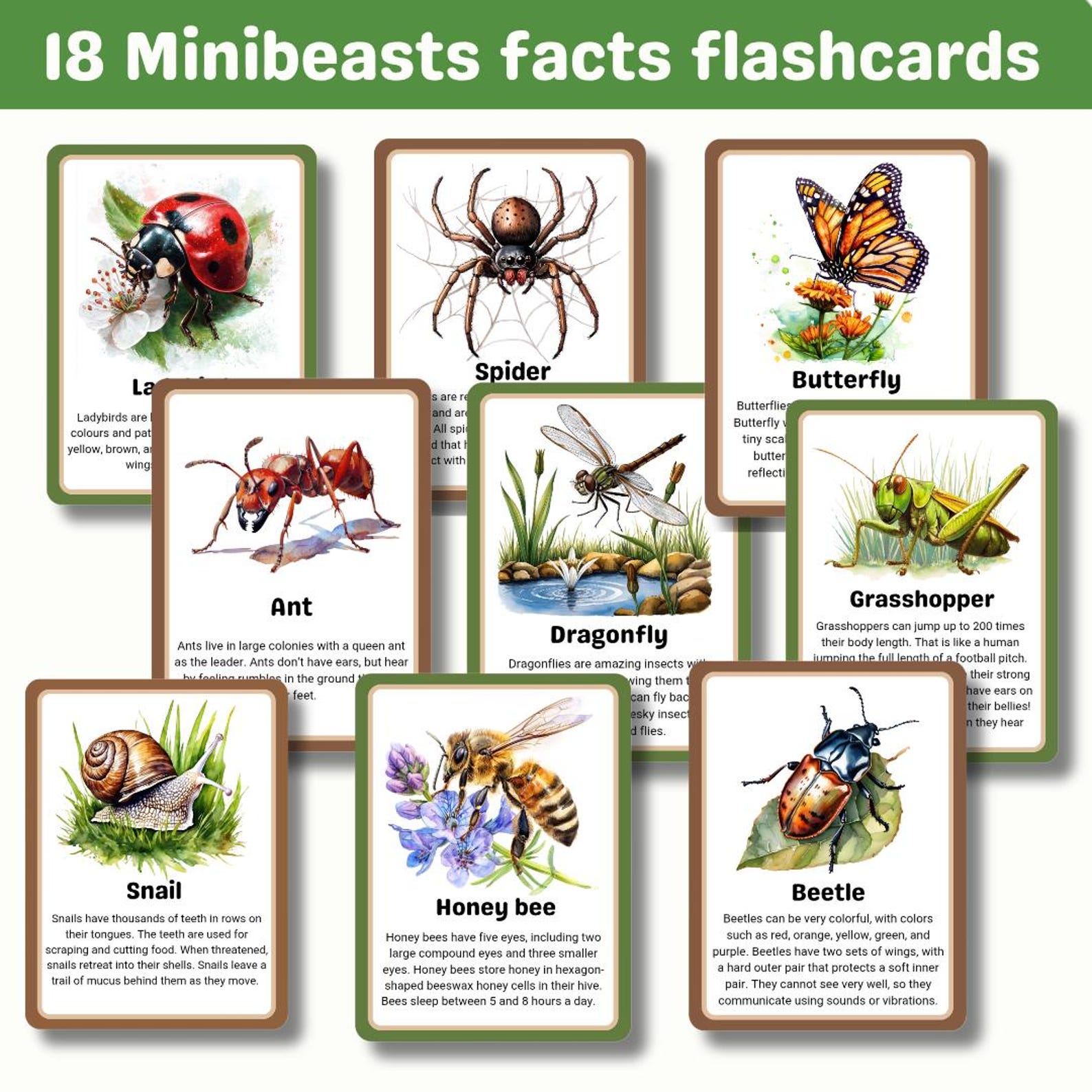 Minibeasts Learning Pack | 18 Facts Flashcards | Spring | Activity ...