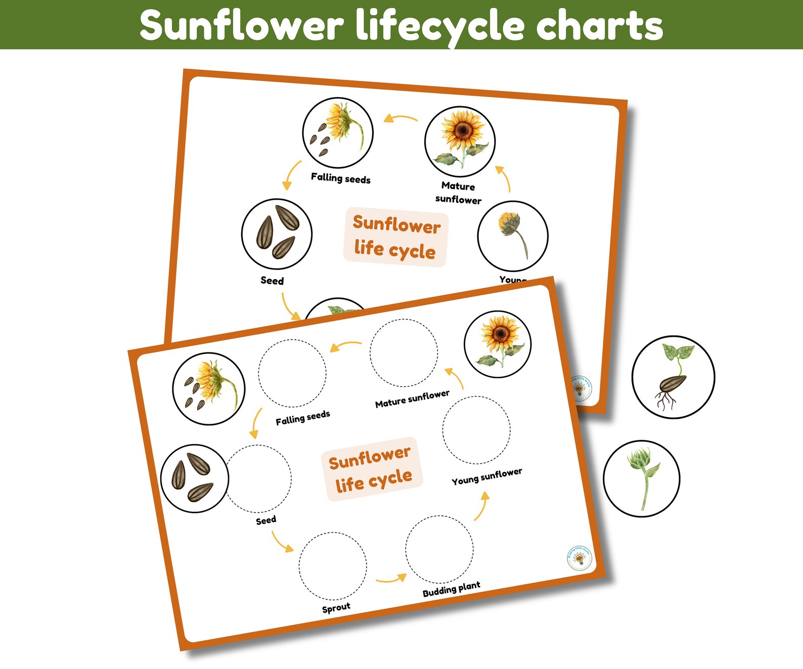 Sunflower Lifecycle Bundle | Life Cycle Chart | 6 Flashcards | Life ...