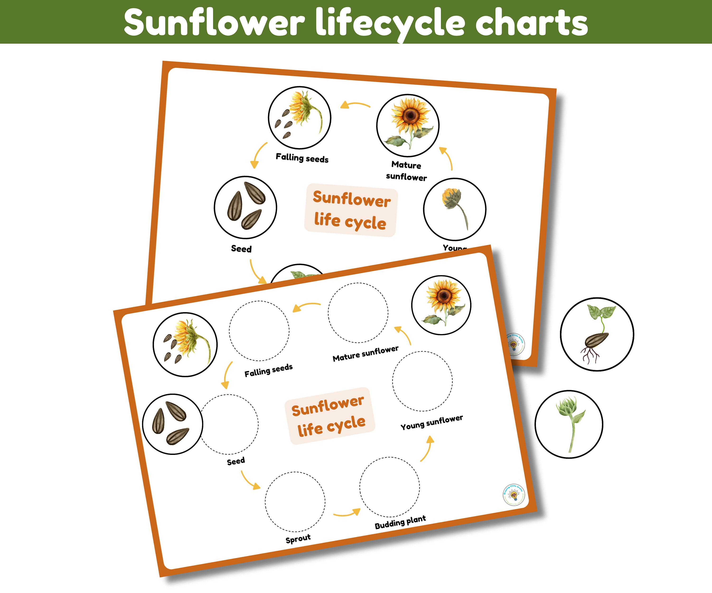 Sunflower Lifecycle Bundle | Life Cycle Chart | 6 Flashcards | Life ...