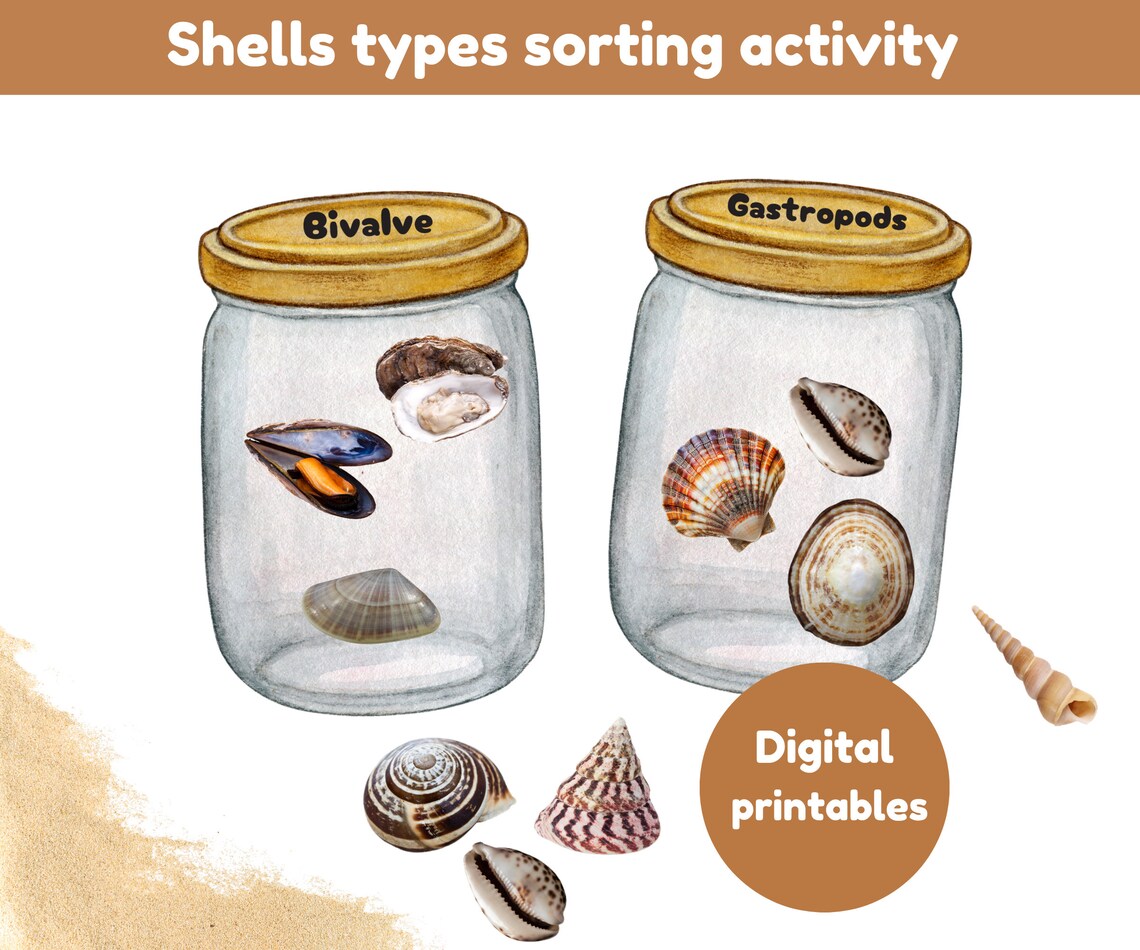 Shells Types Sorting Activity Shells Jars Sorting Activity Fun Interactive Learning Activity ...
