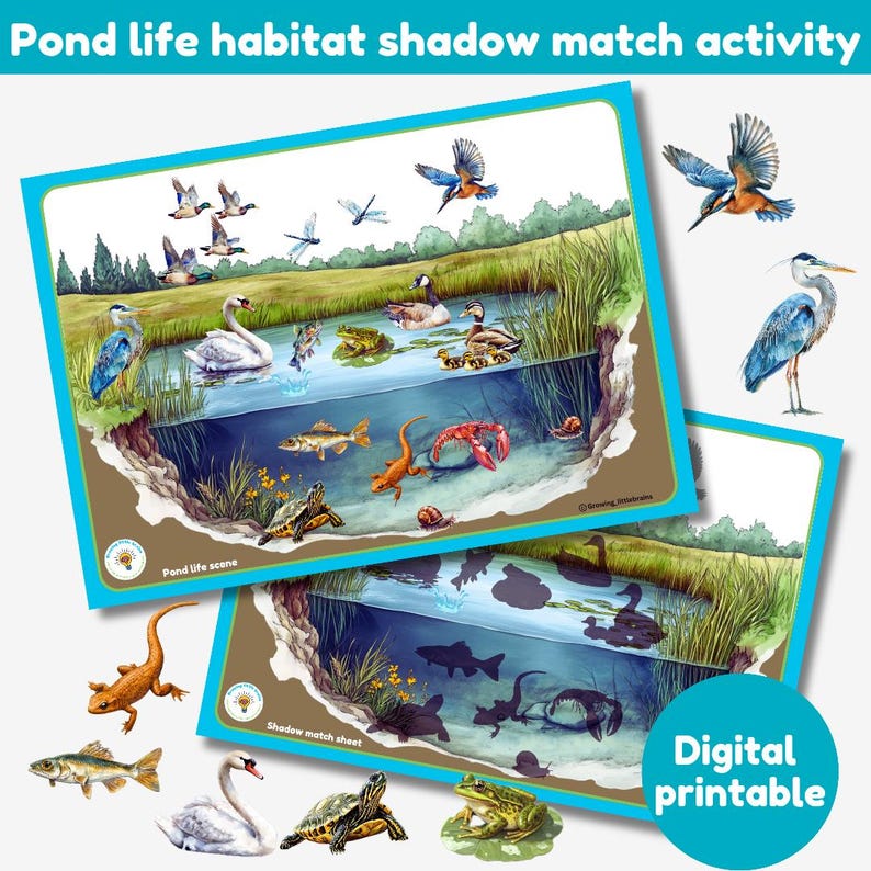 Pond Life Habitat Activities | Shadow Match Activity | Pond Life Scene ...