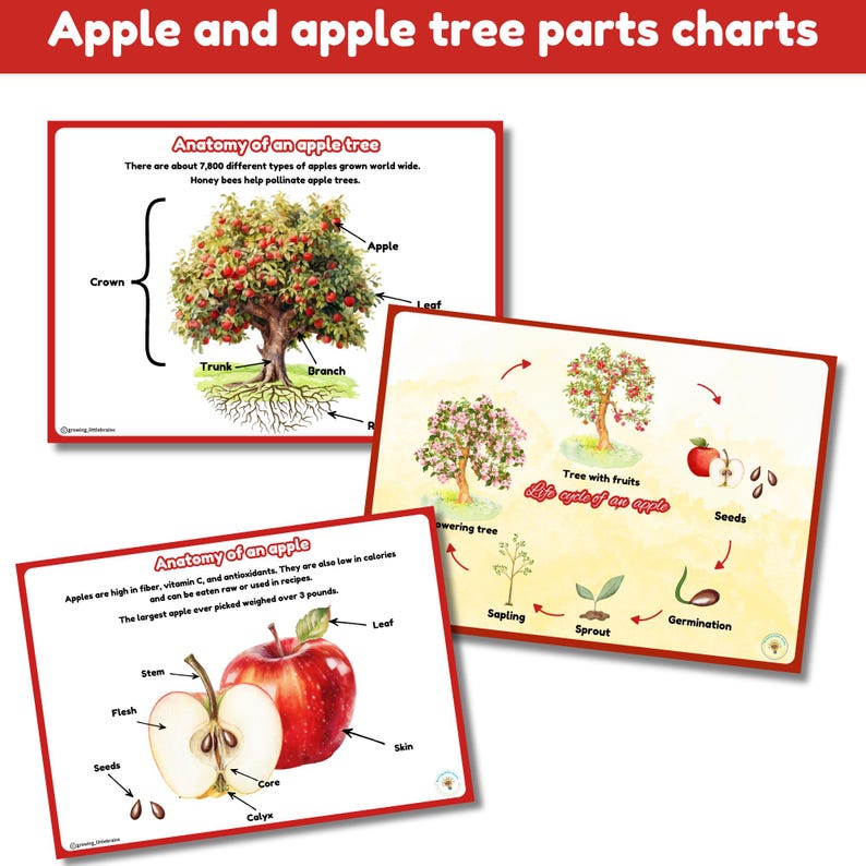 Apple Life Cycle Learning Pack | Life Cycle Flash Cards | Anatomy of an ...