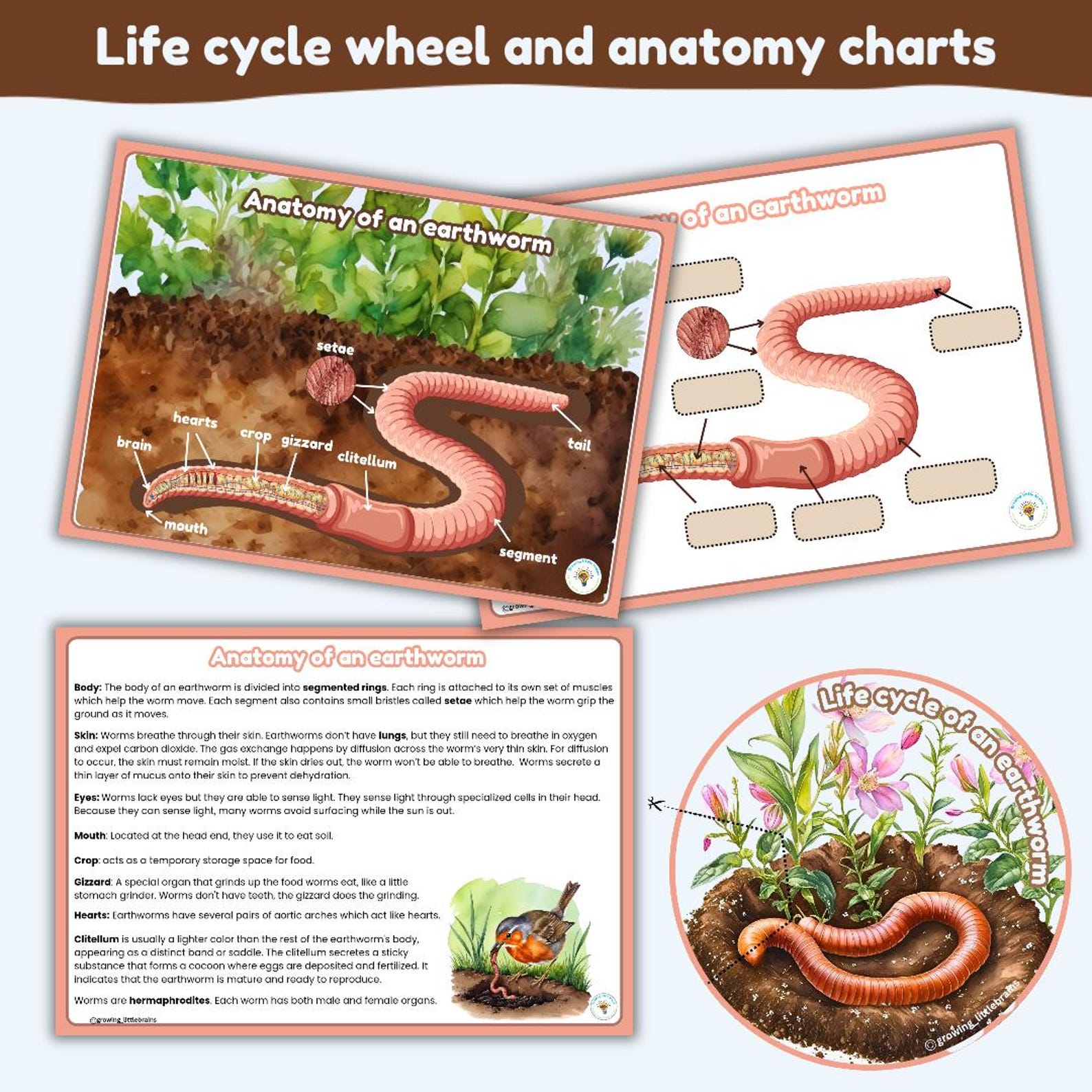Life Cycle of an Earthworm Learing Pack | Charts, Wheel and Flash Cards ...