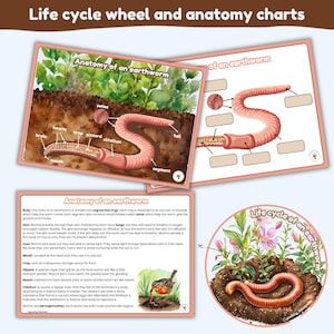 Life Cycle of an Earthworm Learing Pack | Charts, Wheel and Flash Cards ...