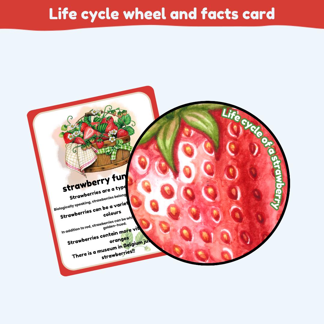 Life Cycle of a Strawberry Learing Pack | Wheel and Flashcards ...
