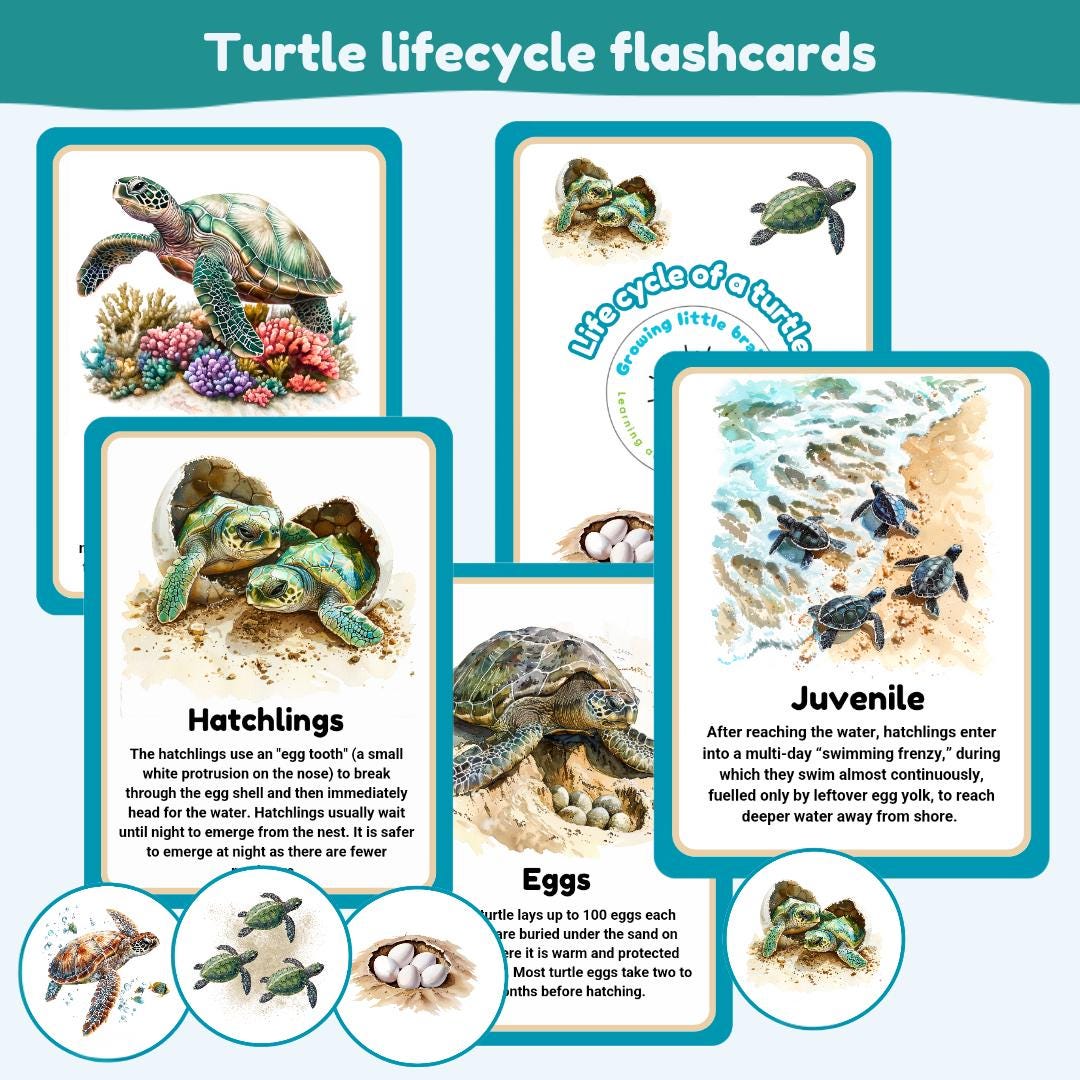 Life Cycle of a Turtle Learing Pack | Wheel and Flashcards | Turtle ...