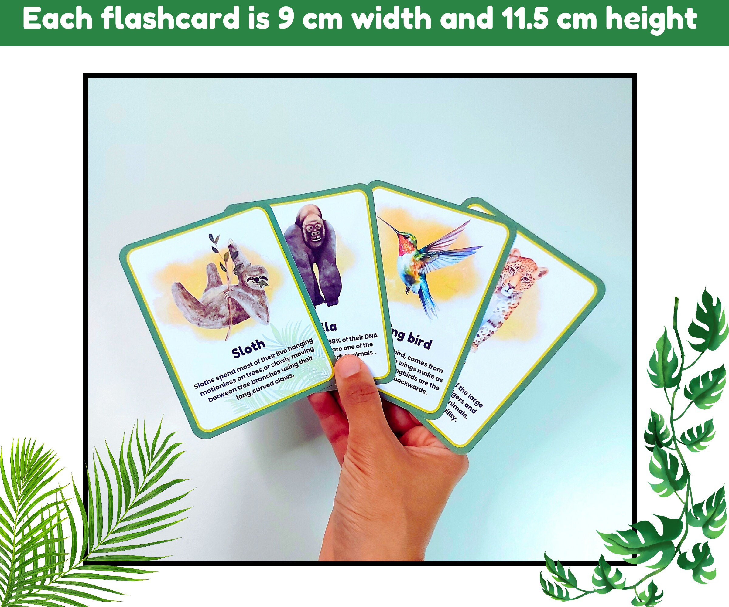 Rainforest Facts Flashcards | Jungle Animals Flashcards | Beautiful ...