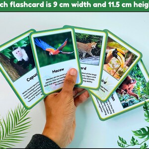 Rainforest Facts Flashcards | Jungle Animals Flashcards | Montessori ...