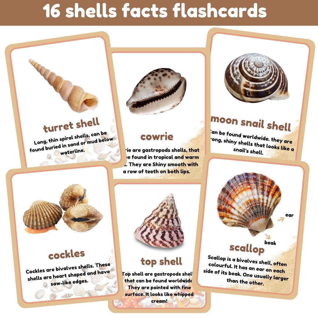 Shells Study Bundle | Types of Shells | Shadow Match| Facts | Sorting ...