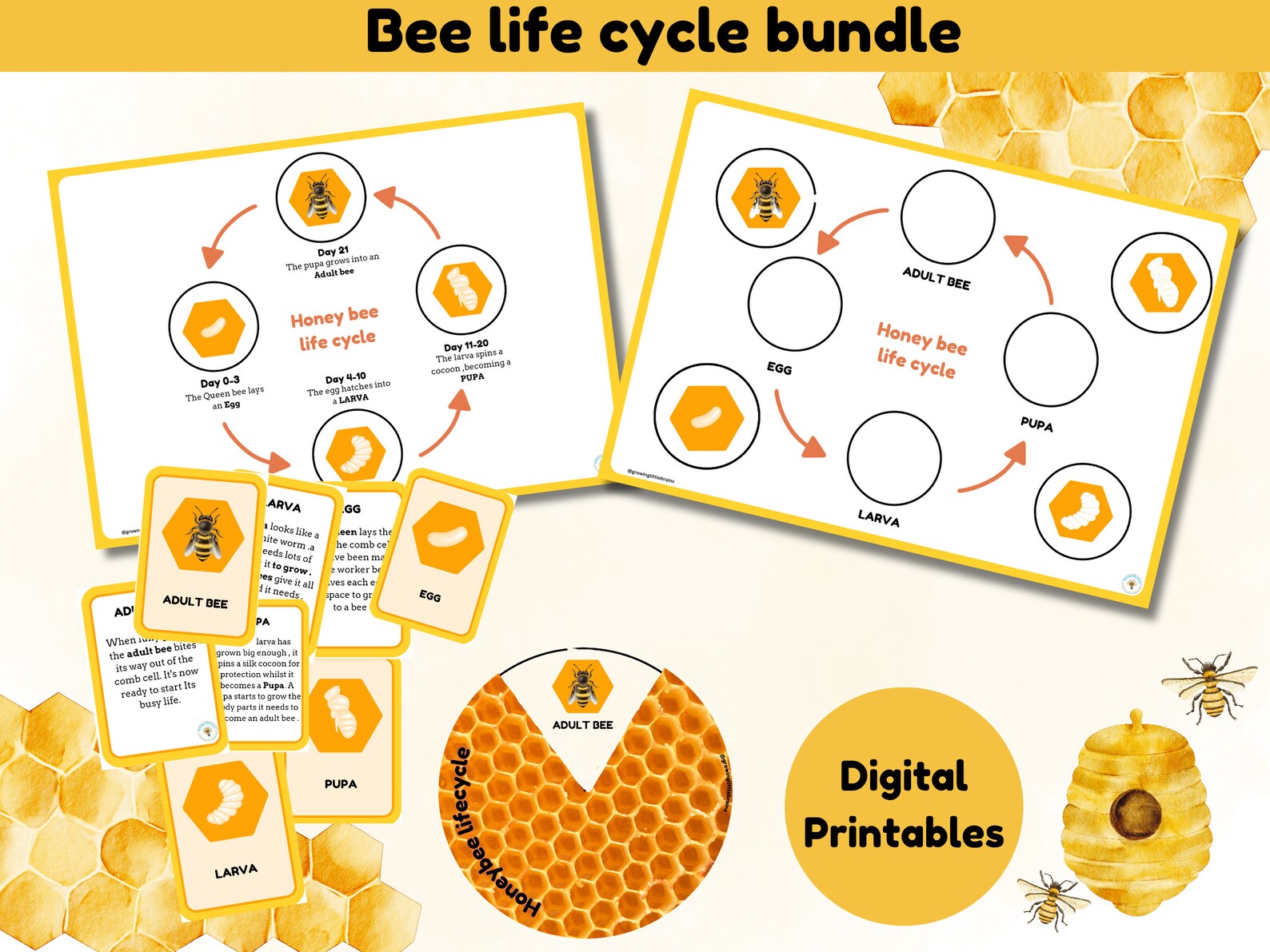 Honey Bee Lifecycle Bundle Honey Bee Life Cycle Chart and Flash Cards ...