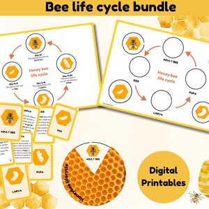 Honey Bee Lifecycle Bundle Honey Bee Life Cycle Chart and Flash Cards ...