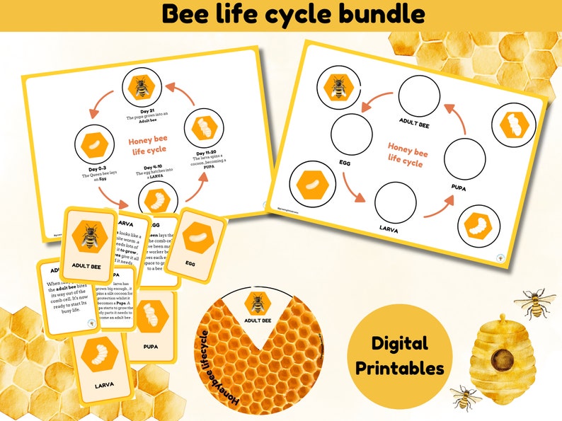 Honey Bee Lifecycle Bundle Honey Bee Life Cycle Chart and Flash Cards ...