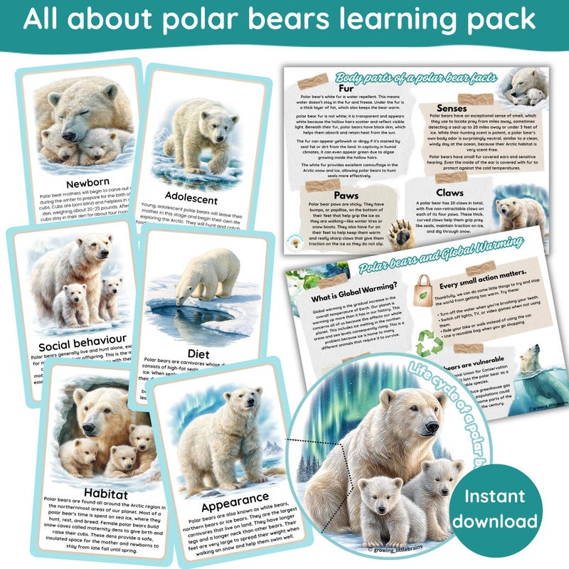 Anatomy Animal Bear - Etsy