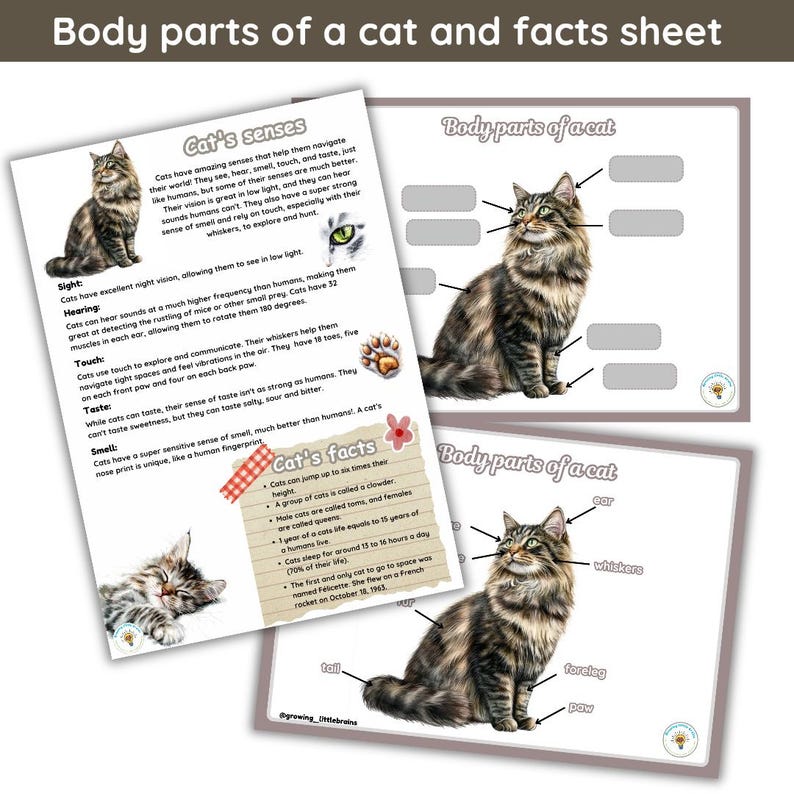Life Cycle of a Cat Learing Pack | Charts, Wheel and Flashcards ...