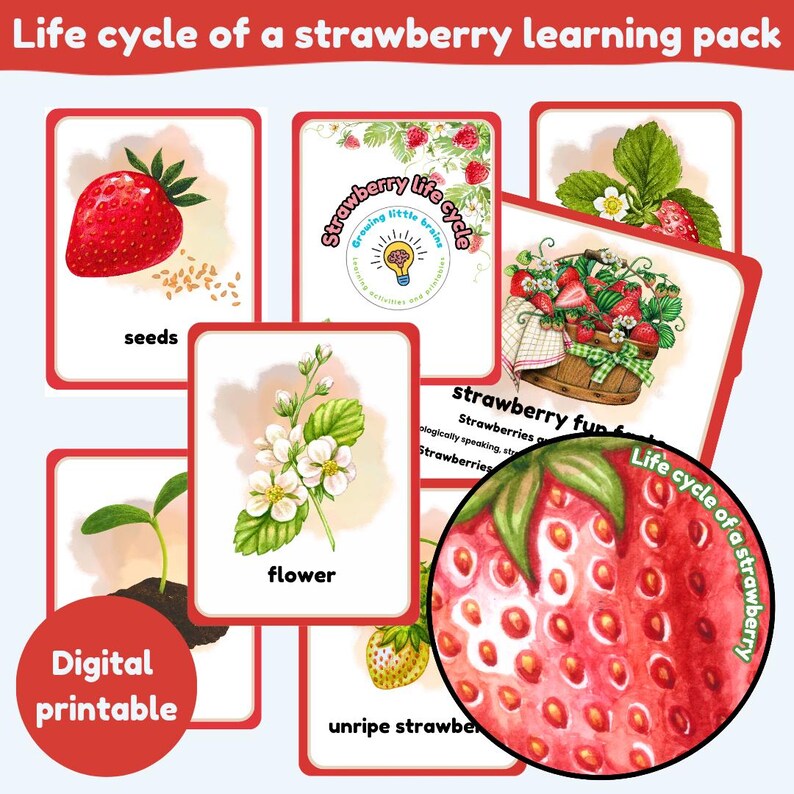 Life Cycle of a Strawberry Learing Pack | Wheel and Flashcards ...