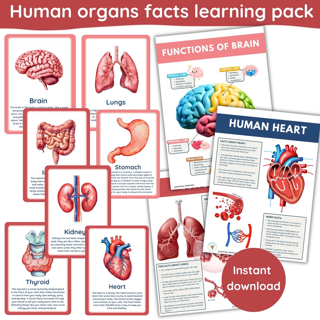Human Organs Facts Learning Pack | Facts Flashcards | Facts and Anatomy ...
