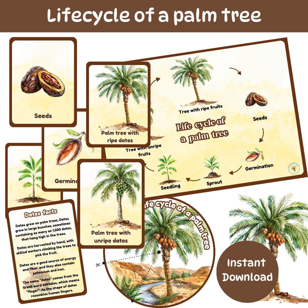 Life Cycle of a Palm Tree Learing Pack | Wheel and Flashcards | Palm ...