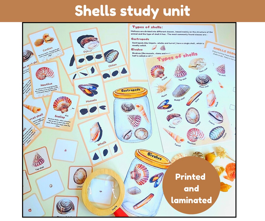 Shells Study Unit | Shells Flashcards and Interactive Activities ...